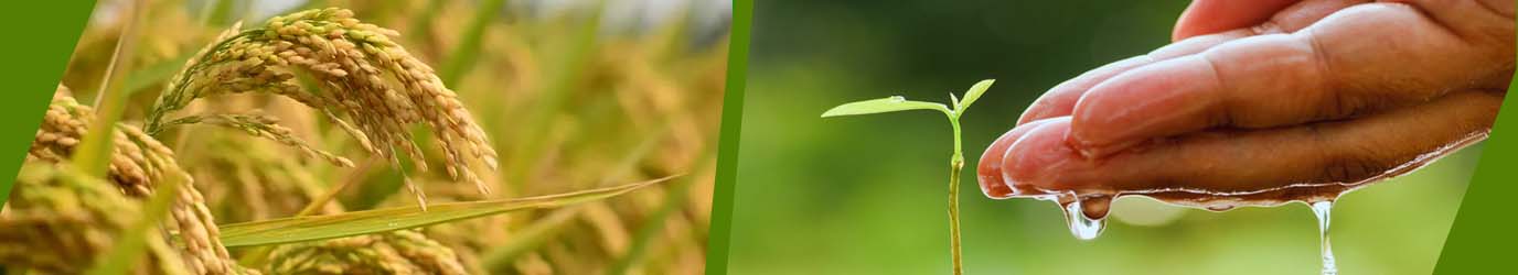 BSLLD - WebPortal | Dashboard