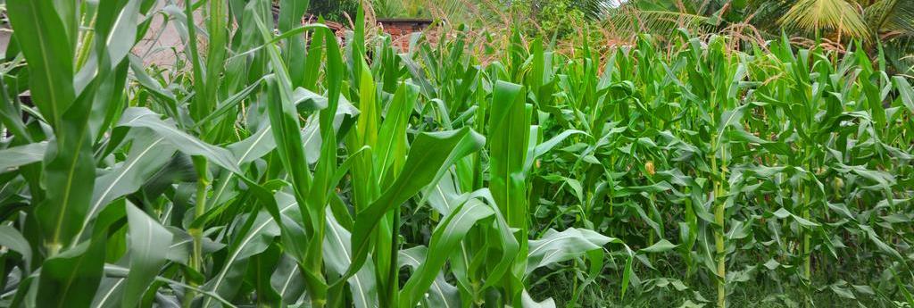 BSLLD - WebPortal | Dashboard